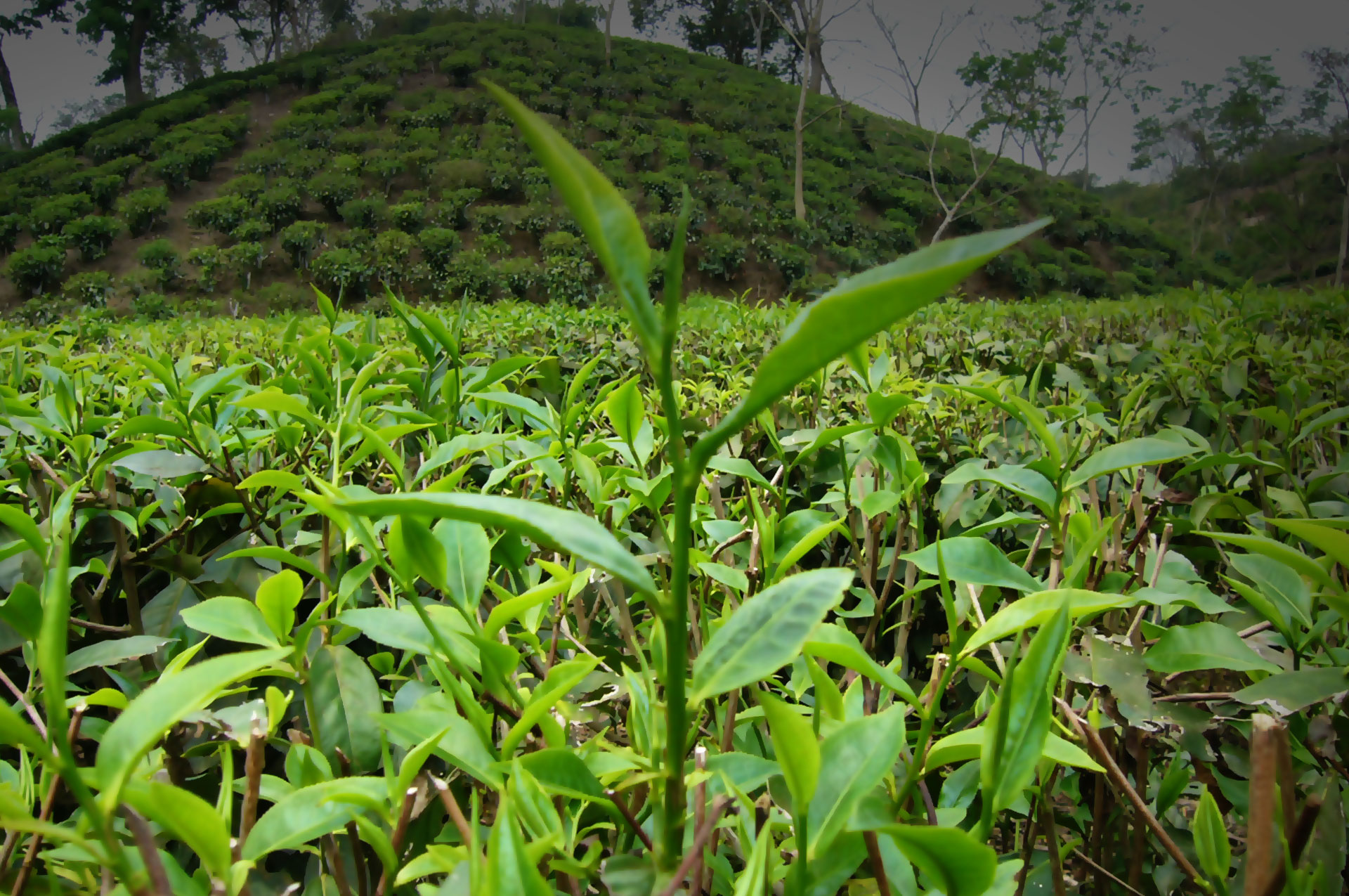 Tea Expertise and Management Ltd